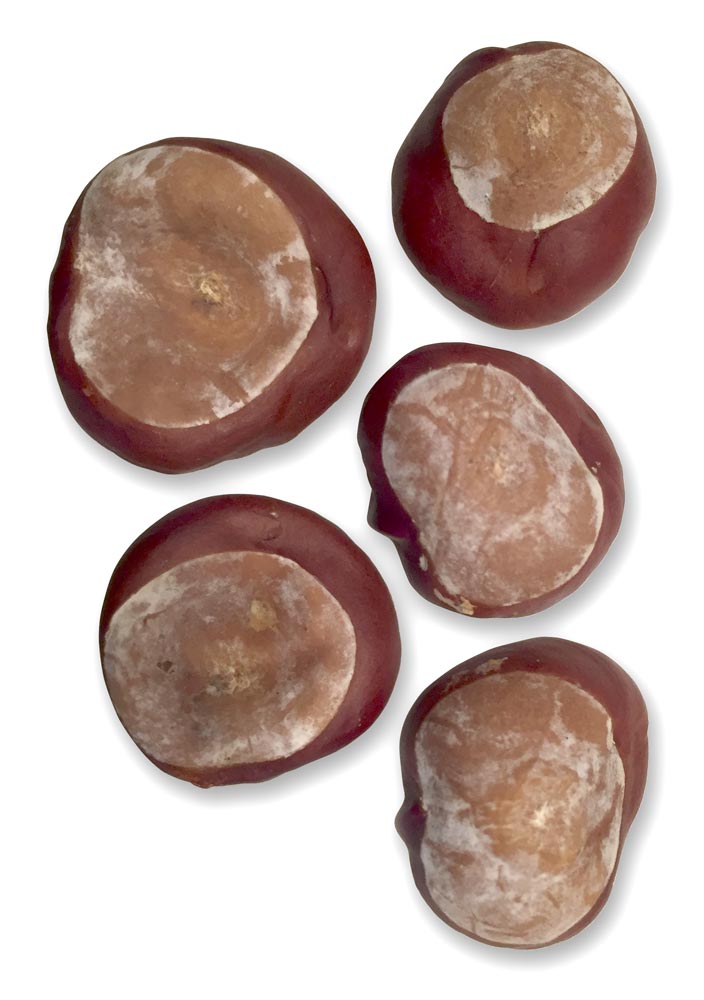 Conker Shapes Pattern Design – created in the UK by Colin Walton